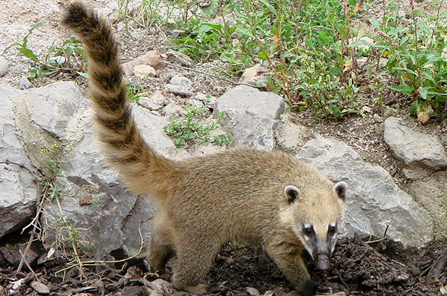 11 especies en Quintana Roo en peligro de extinción | Quintana Roo Hoy ...