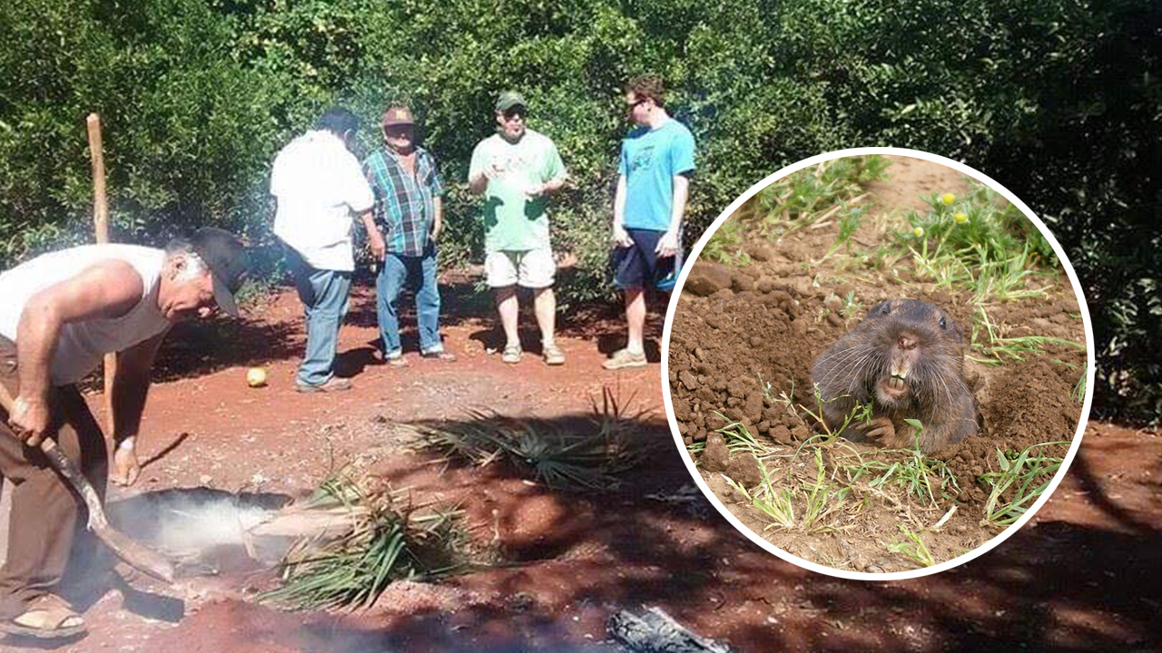 Gastronomía: La tuza, un manjar de la Zona Maya