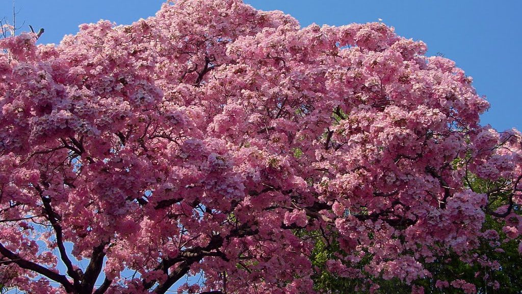 El Árbol Maculís: Un mar de flores rosas en las calles de Cancún