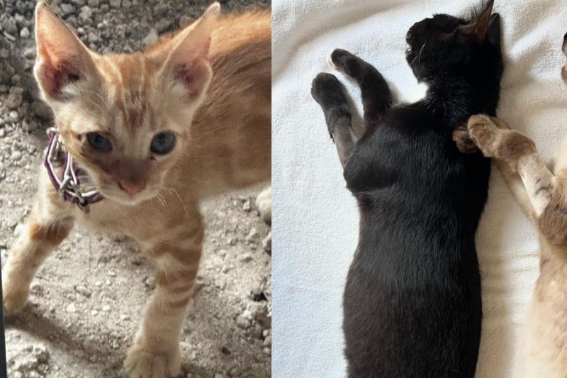 PPA registra mas de 100 denuncias por maltrato animal en el 2025