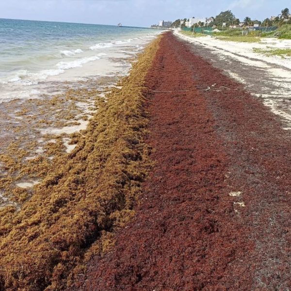 Impacta recale de sargazo playas de Cancún