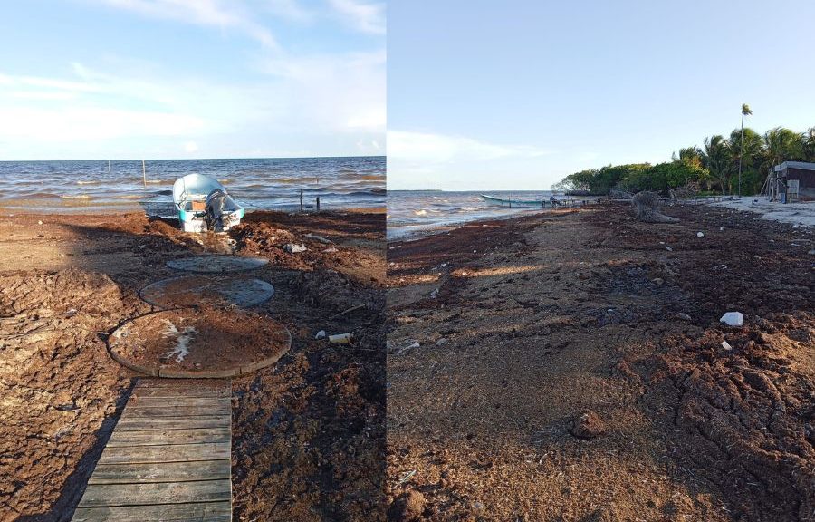 Isla de María Elena recupera su brillo tras la baja del sargazo